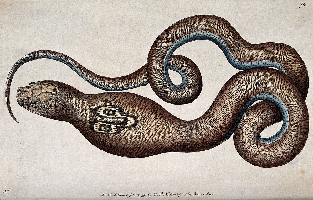 snake expanded neck. Coloured engraving | Free Photo Illustration ...