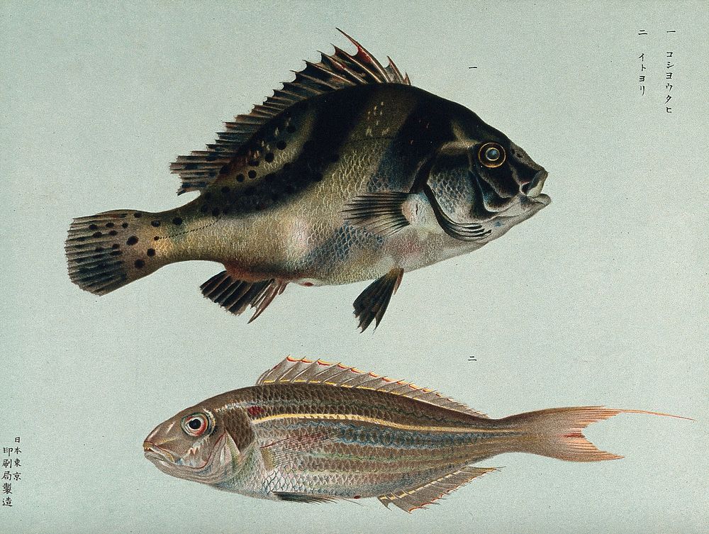 Two fish. Colour lithograph, 1884 | Free Photo Illustration - rawpixel