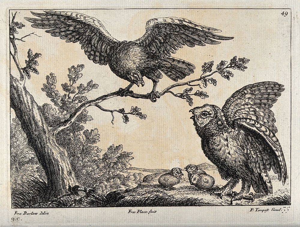 owl defending her chicks attacking | Free Photo Illustration - rawpixel