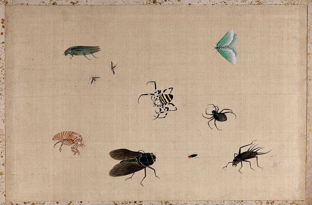 Six insects and two spiders, | Free Photo Illustration - rawpixel