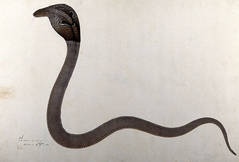 Indian cobra, 'spectacle' marking hood. | Free Photo Illustration ...