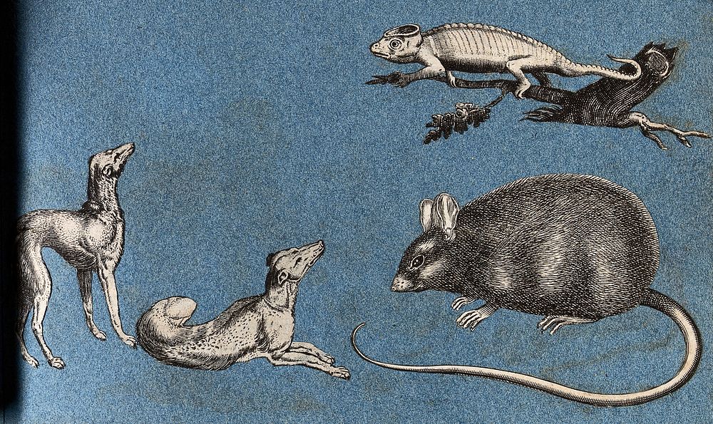 Two greyhounds, rat and lizard. | Free Photo Illustration - rawpixel