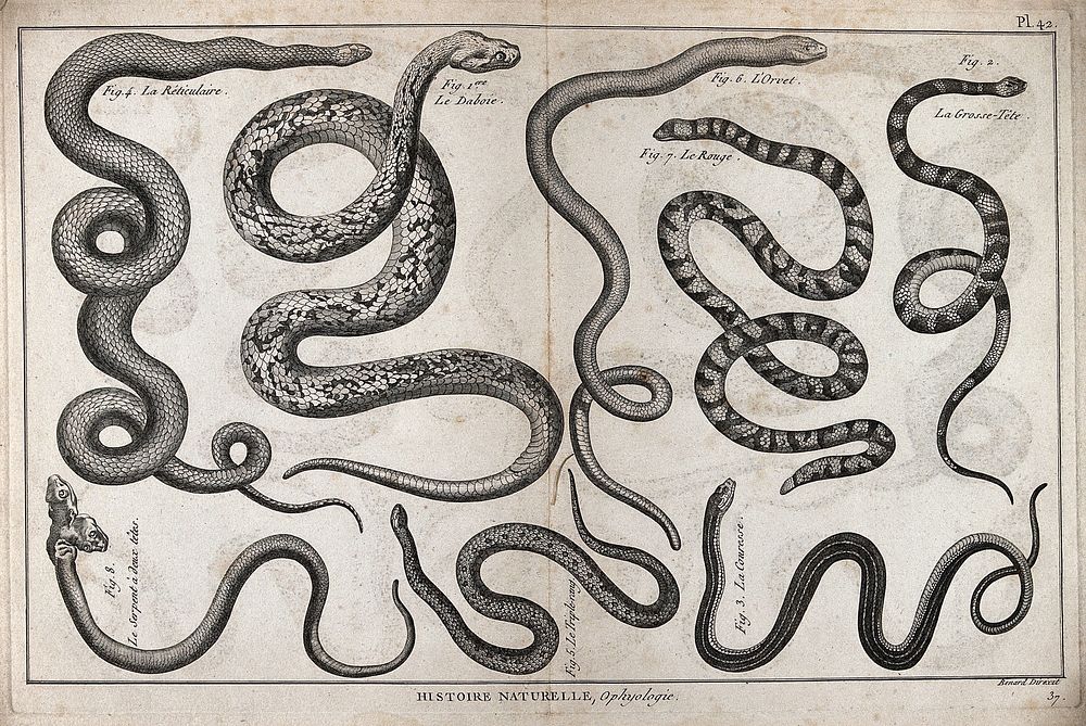 Snake Engraving Images | Free Photos, PNG Stickers, Wallpapers ...
