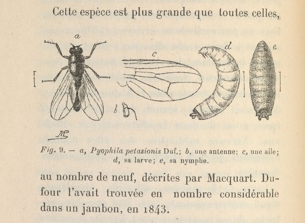 La faune des cadavres : | Free Photo Illustration - rawpixel