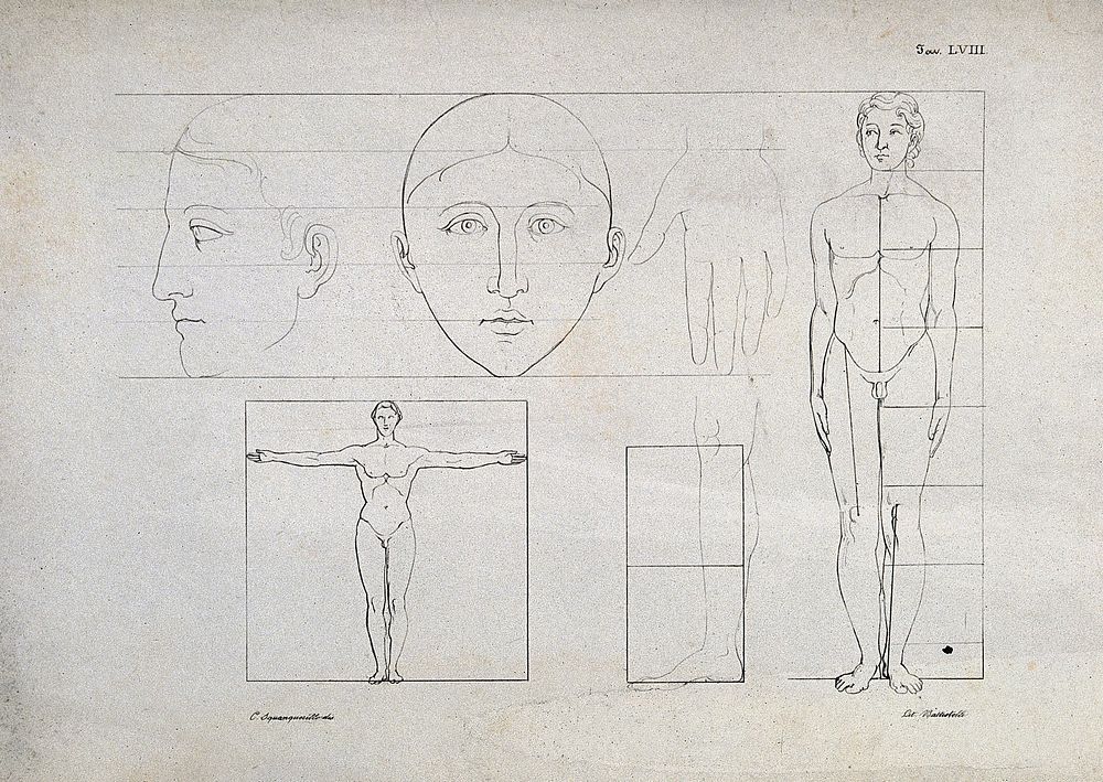 Proportions human body: six figures | Free Photo Illustration - rawpixel
