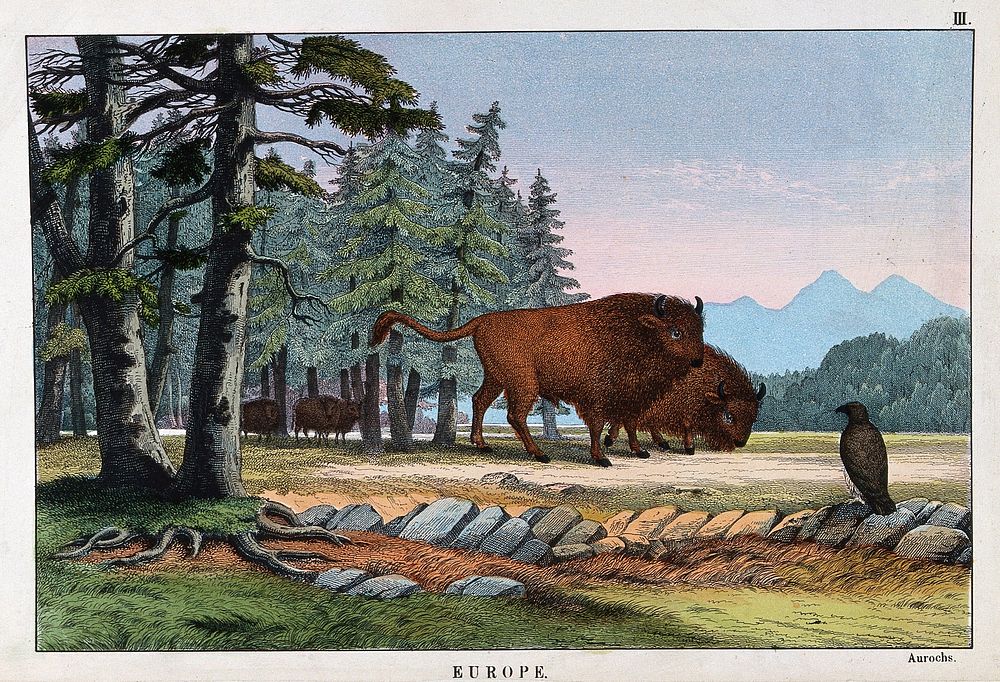 Two wild oxen. Coloured lithograph | Free Photo Illustration - rawpixel