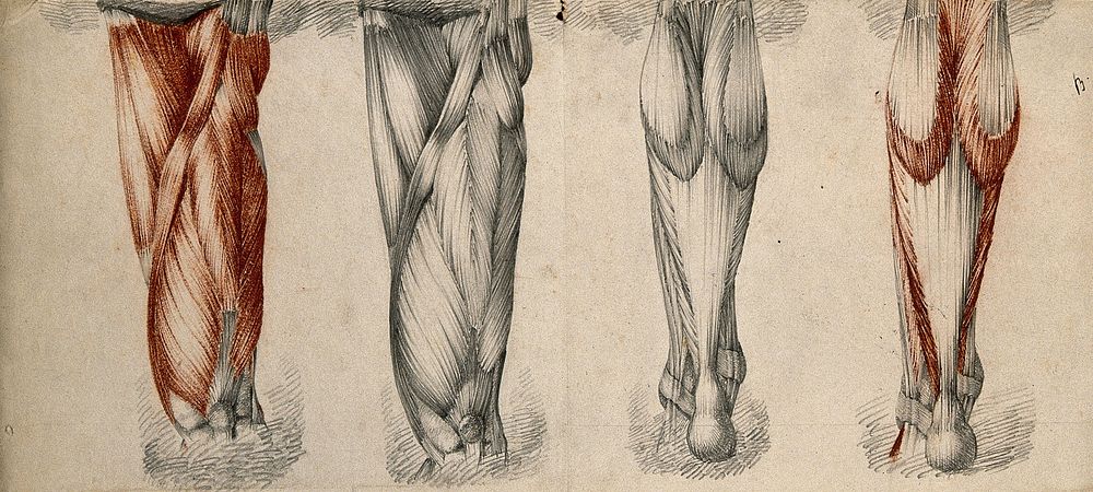 Muscles and tendons thigh and | Free Photo Illustration - rawpixel