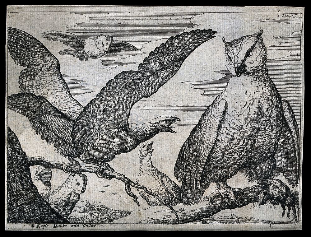 An eagle screeching large owl. | Free Photo Illustration - rawpixel