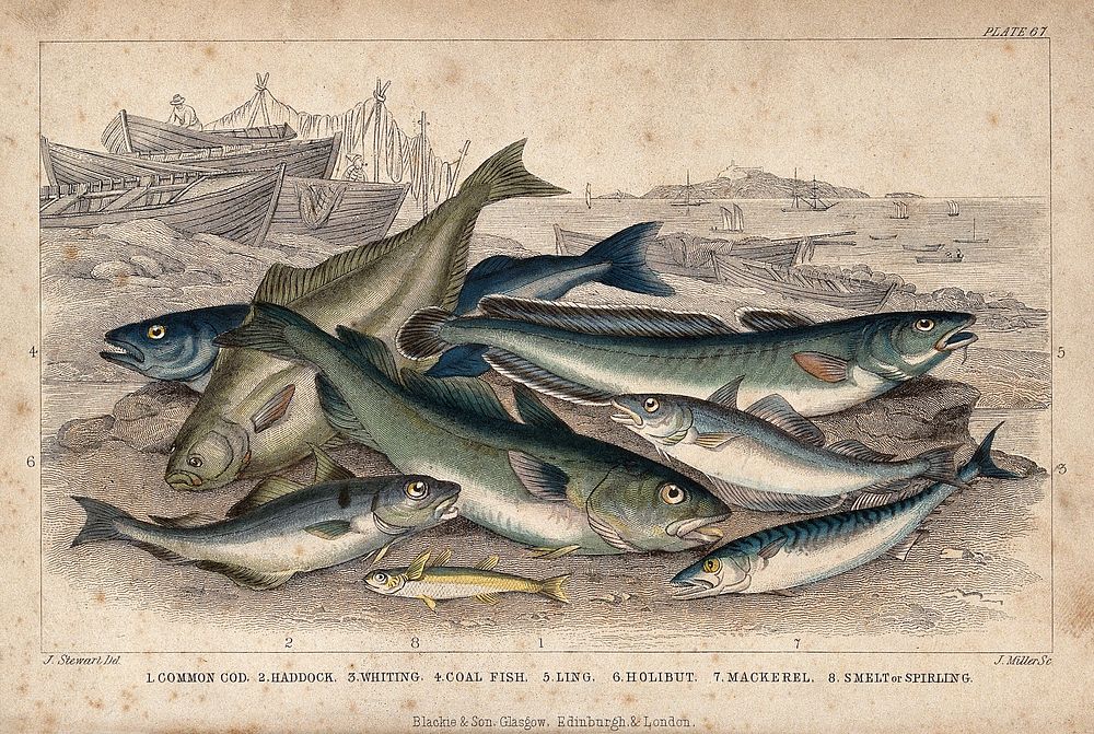 Eight different species fish, including | Free Photo Illustration ...