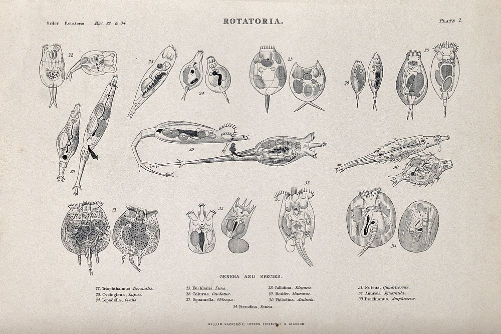 Protozoa Images | Free Photos, PNG Stickers, Wallpapers & Backgrounds ...