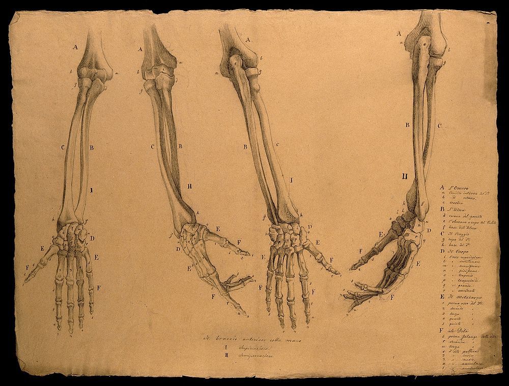 Bones arm and hand, shown | Free Photo Illustration - rawpixel