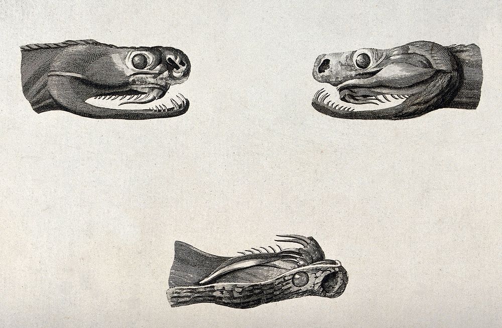 heads two snakes and upper | Free Photo Illustration - rawpixel