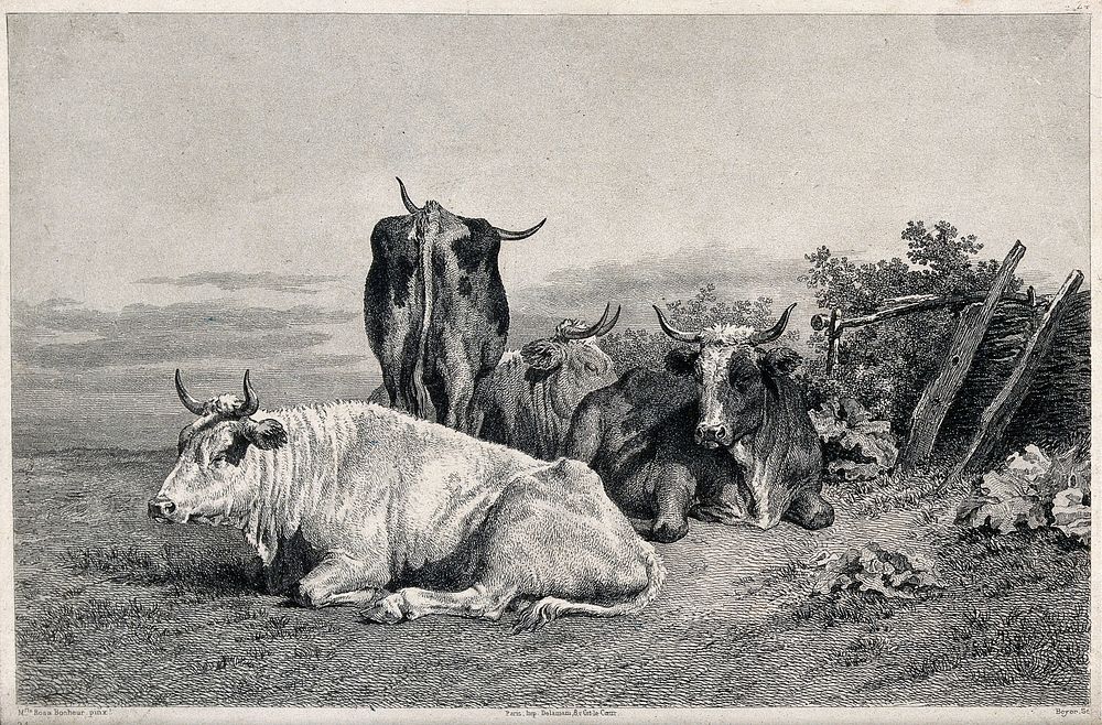 Four cows resting field. Etching | Free Photo Illustration - rawpixel