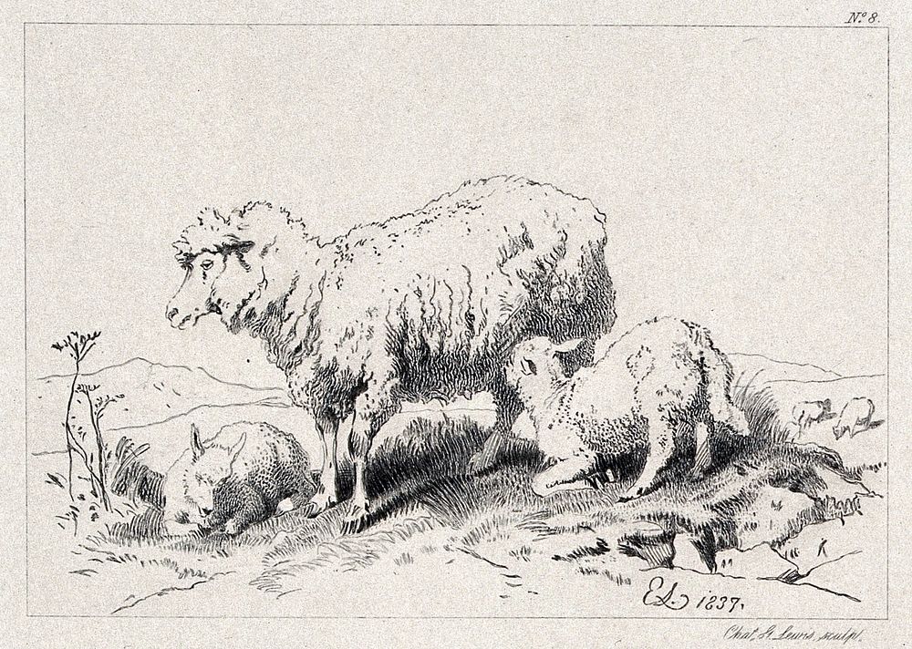 sheep two lambs meadow. Etching | Free Photo Illustration - rawpixel