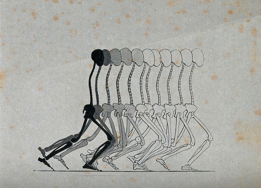 skeleton motion. Lithograph, 18-- | Free Photo Illustration - rawpixel
