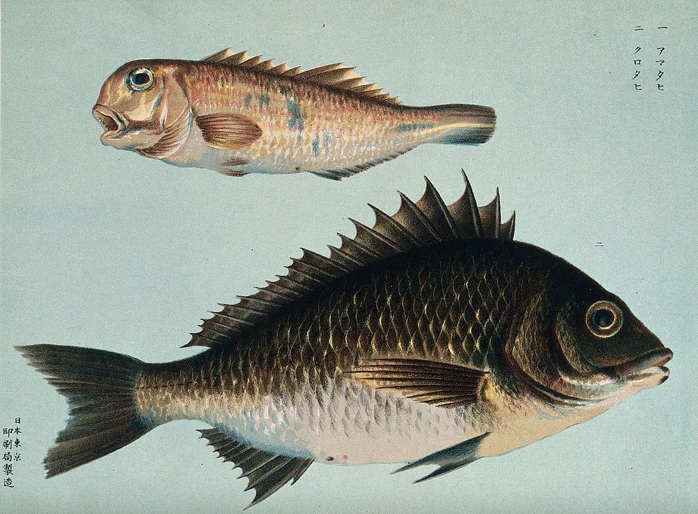 Two fish. Colour lithograph, 1884 | Free Photo Illustration - rawpixel