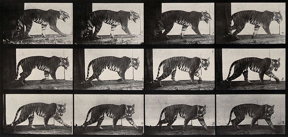 tiger walking. Photogravure Eadweard Muybridge, | Free Photo - rawpixel