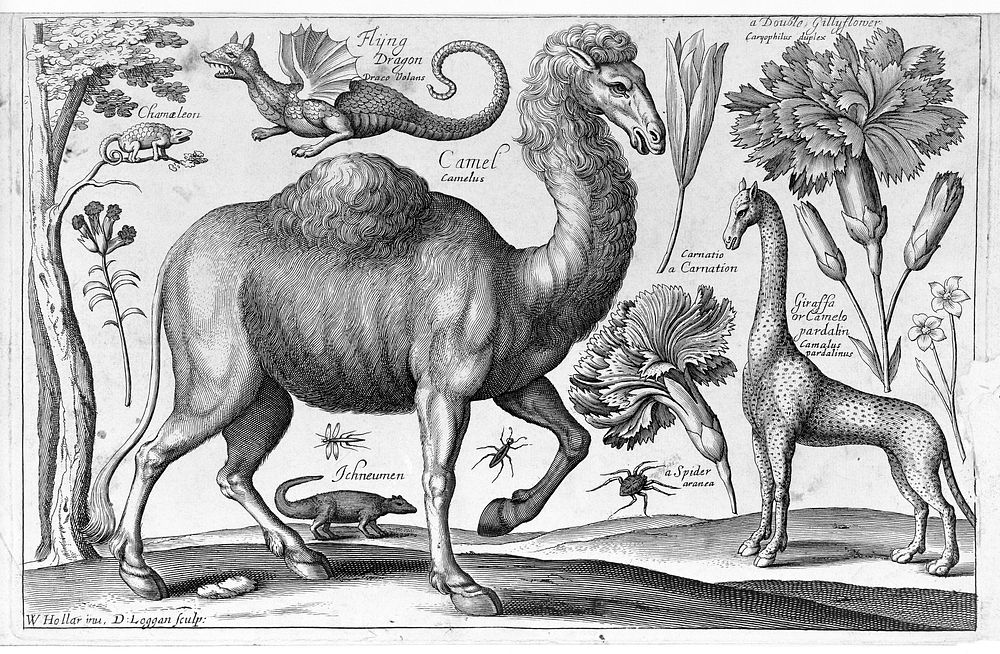 Animalium, ferarum, & bestiarum, florum | Free Photo Illustration ...