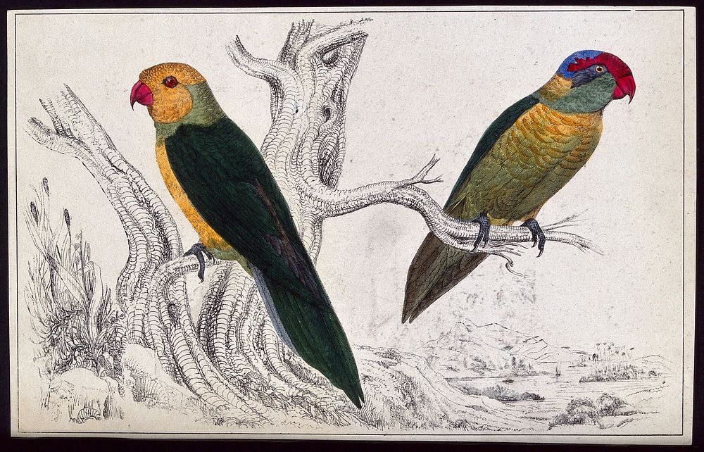 Two parrots. Coloured etching | Free Photo Illustration - rawpixel