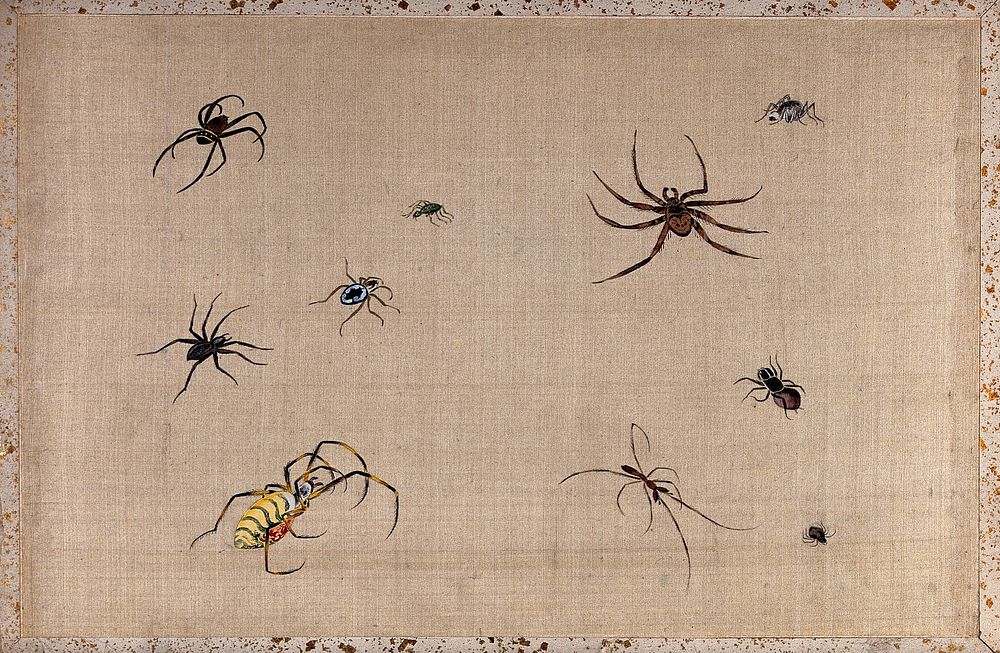 Ten spiders, showing much variation | Free Photo Illustration - rawpixel