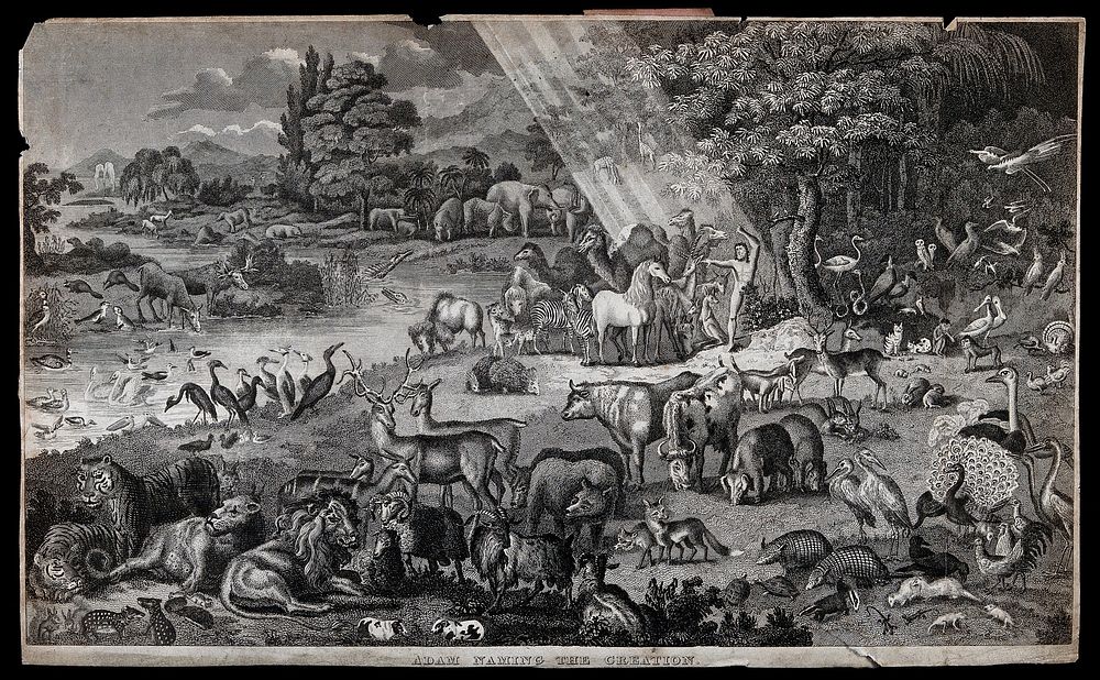 Adam names animals Garden Eden | Free Photo Illustration - rawpixel