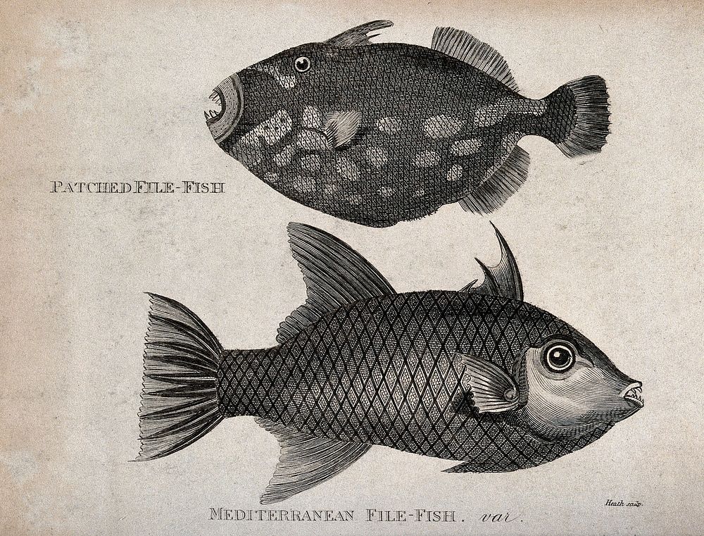 Above, patched file fish; below, | Free Photo Illustration - rawpixel