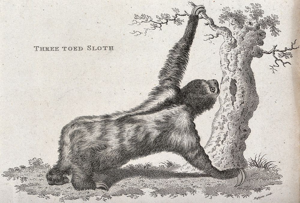 Three Toed Sloth reaching tree | Free Photo Illustration - rawpixel