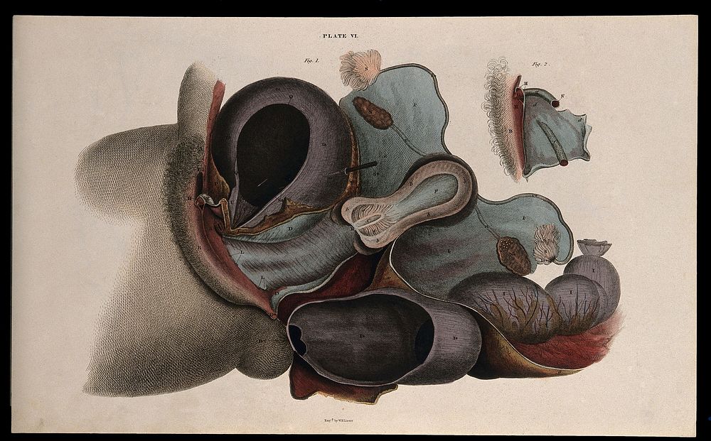 female reproductive system: dissection showing | Free Photo ...