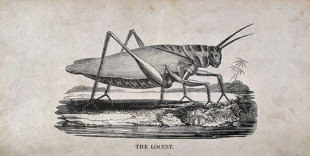 A locust. Wood engraving. | Free Photo Illustration - rawpixel