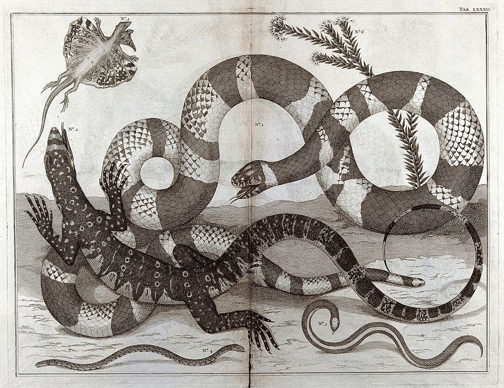 Snakes and lizards. Etching, 18-- | Free Photo Illustration - rawpixel