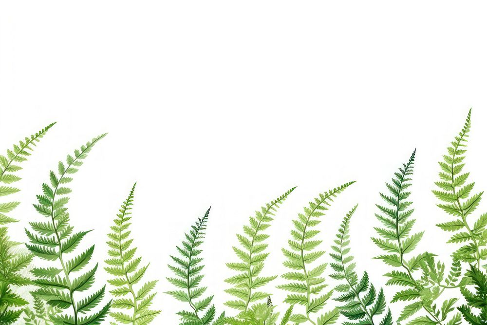 Fern fern backgrounds plant | Free Photo Illustration - rawpixel