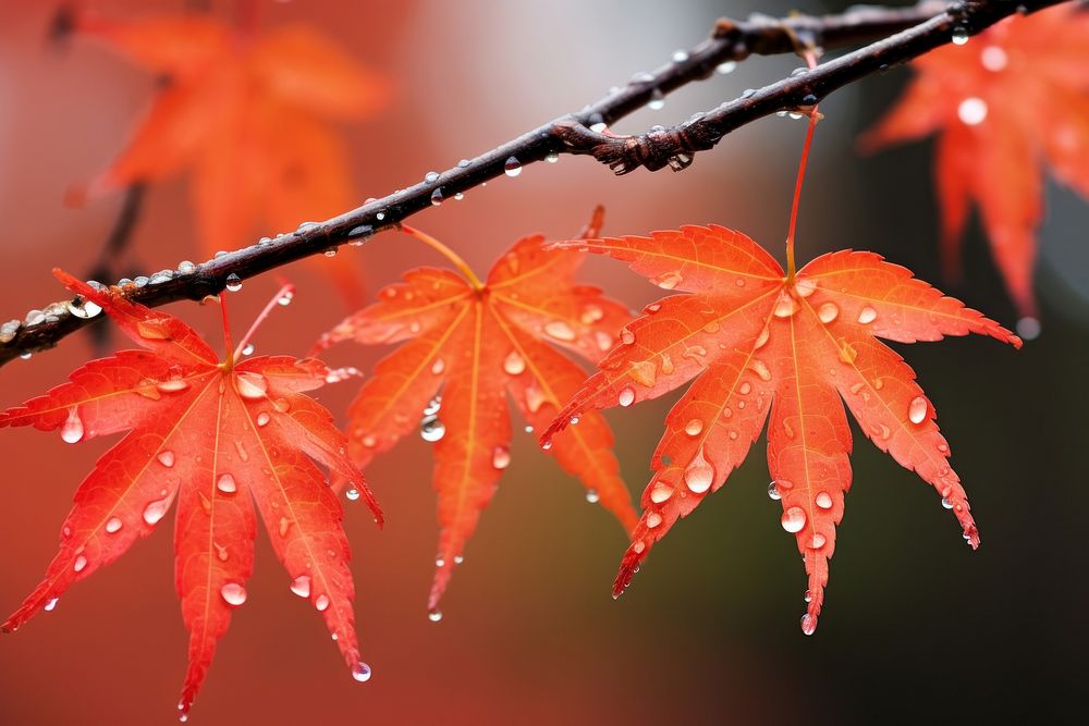 Dry autumn leaves plant maple | Premium Photo - rawpixel