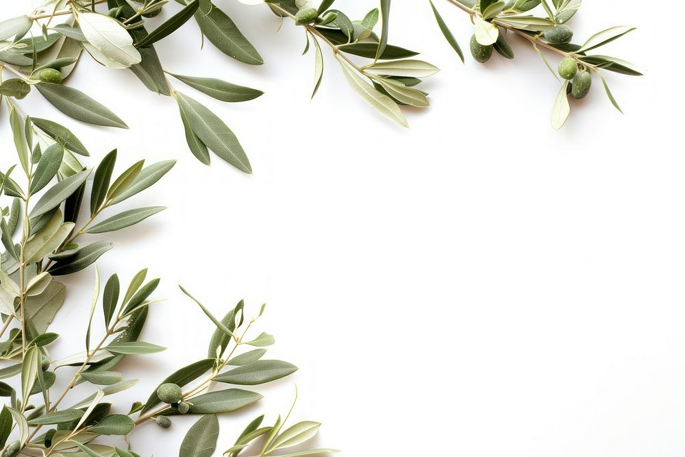 Olive branch backgrounds plant herbs. | Free Photo - rawpixel