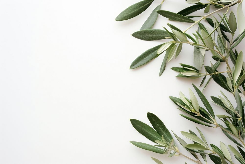 Olive branch backgrounds plant herbs. | Premium Photo - rawpixel