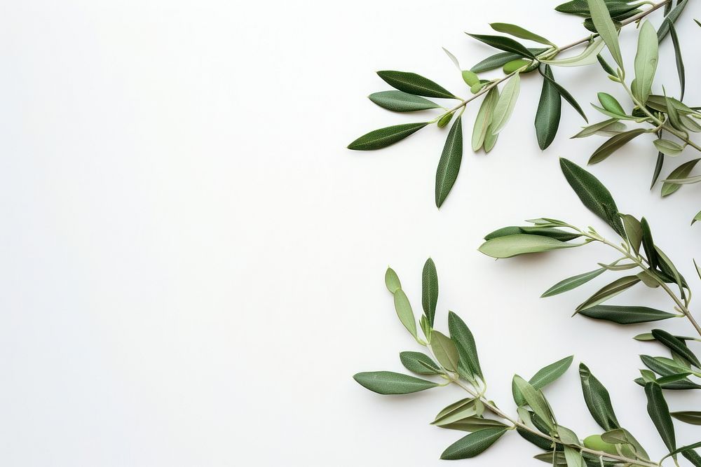 Olive branch backgrounds plant herbs. | Premium Photo - rawpixel