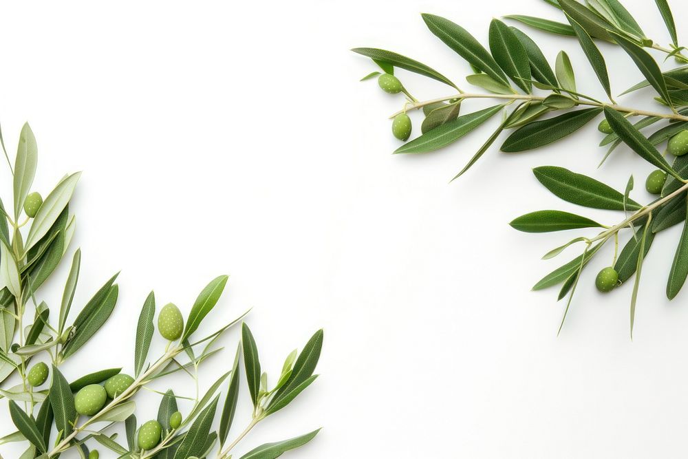 Olive branch backgrounds plant herbs. | Free Photo - rawpixel