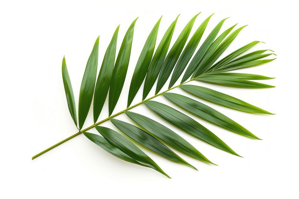 Plam leave plant leaf tree. | Premium Photo - rawpixel