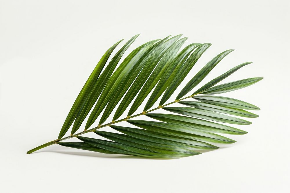 Plam leave plant leaf tree. | Free Photo - rawpixel