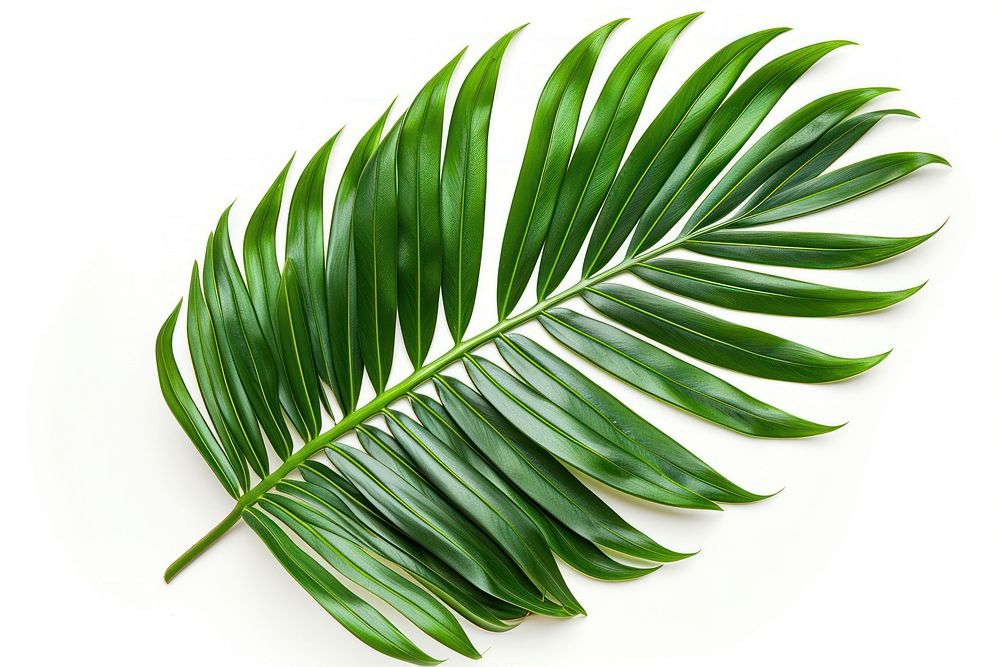 Plam leave plant leaf tree. | Premium Photo - rawpixel