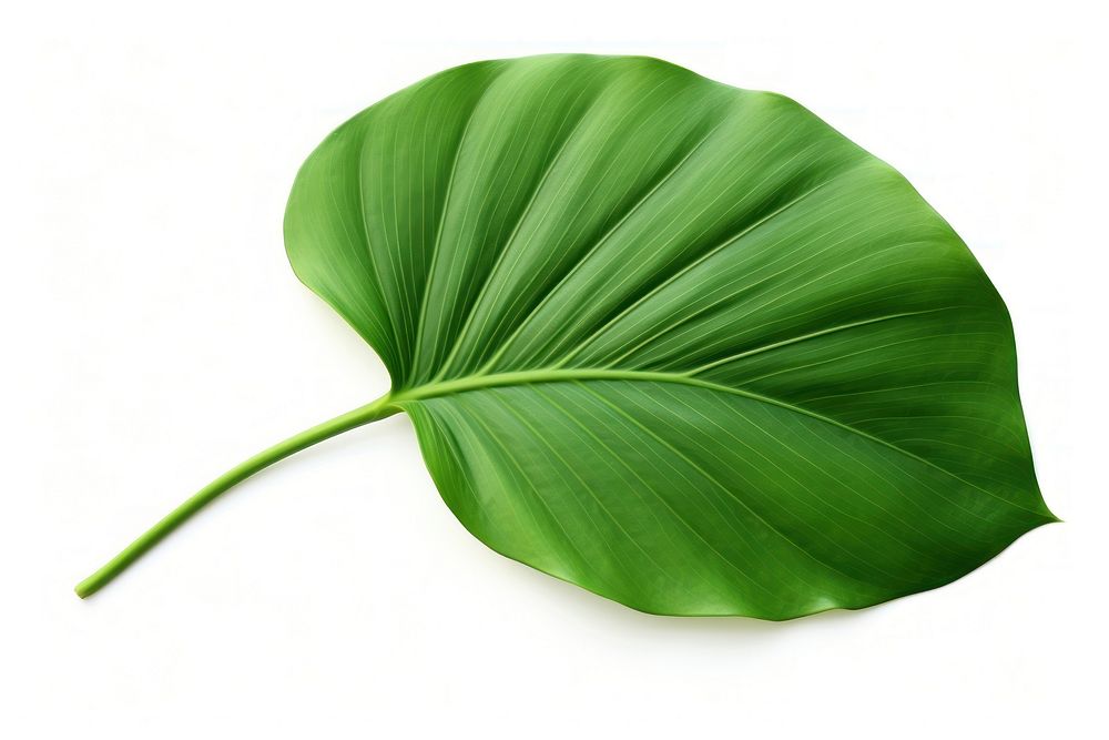 Plam leave plant leaf white | Premium Photo - rawpixel
