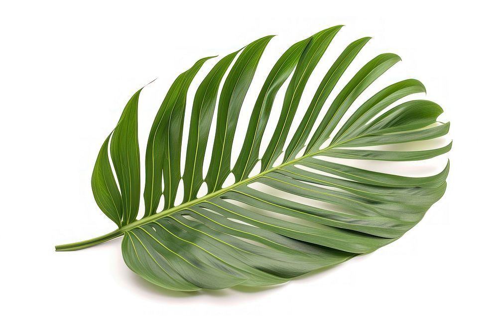 Plam leave plant leaf white | Premium Photo - rawpixel
