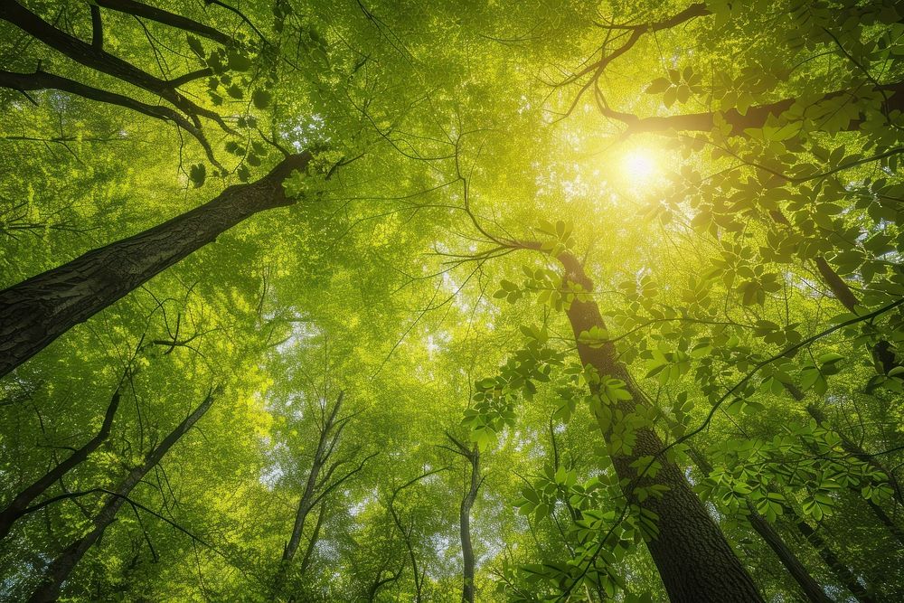 Bright green trees forest sun | Premium Photo - rawpixel