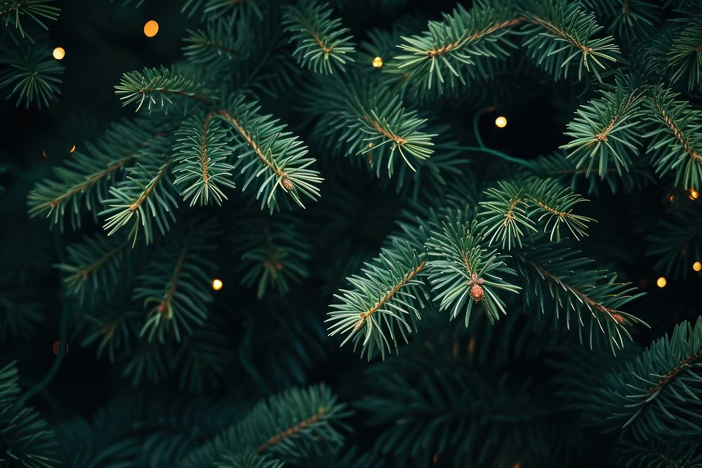 Pine leaves texture backgrounds christmas | Free Photo - rawpixel
