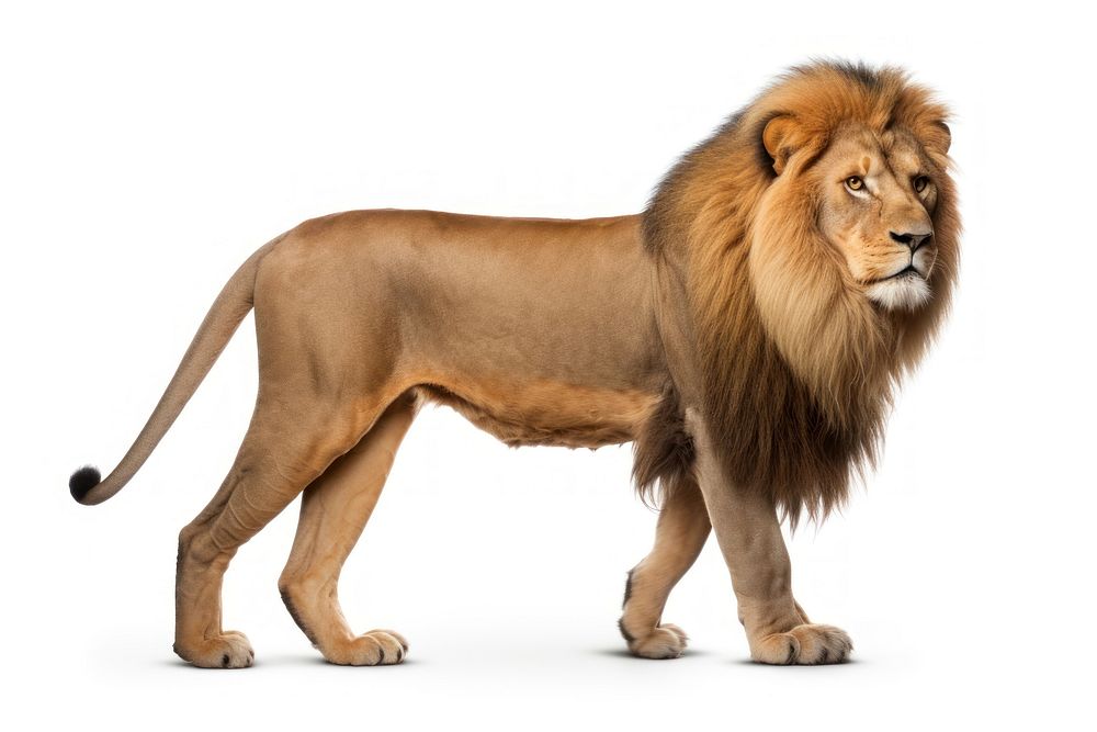 Lion back view wildlife mammal | Premium Photo - rawpixel