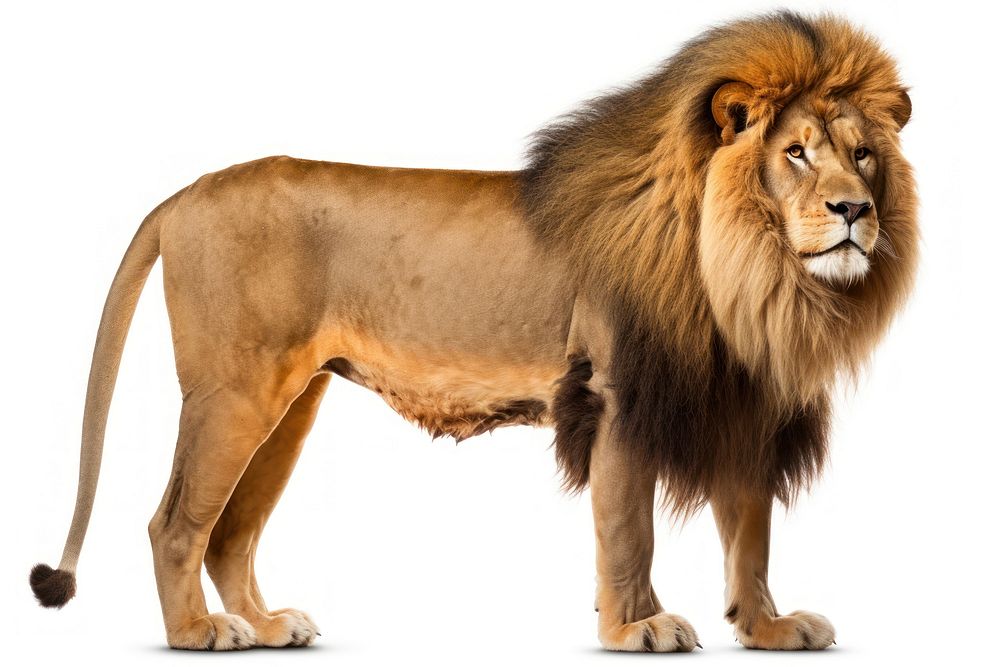 Lion back view wildlife mammal | Premium Photo - rawpixel