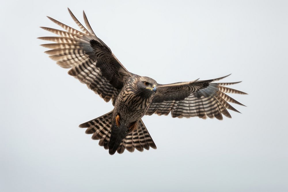 Flying nighthawk buzzard vulture animal. | Premium Photo - rawpixel