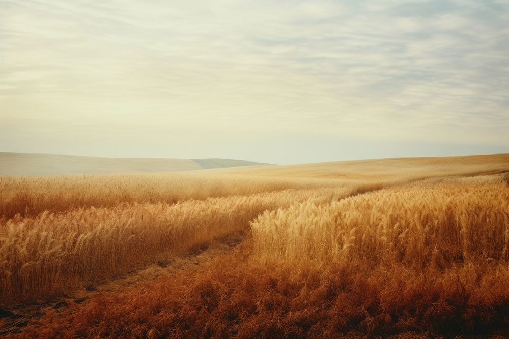 minimal-large grassland landscape outdoors horizon. | Free Photo - rawpixel