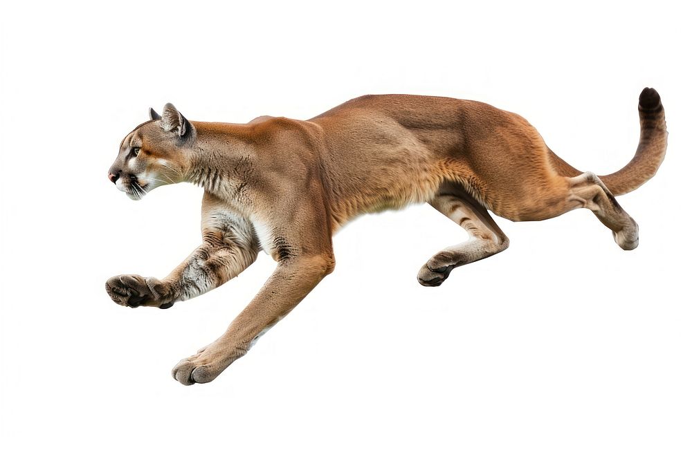 Puma wildlife animal mammal. | Premium Photo - rawpixel