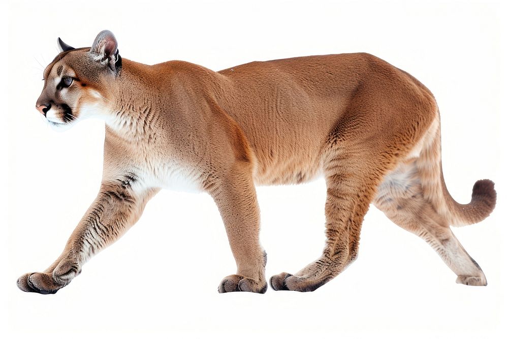 Puma wildlife animal mammal. | Premium Photo - rawpixel