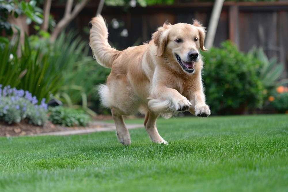 dog running yard animal mammal | Premium Photo - rawpixel